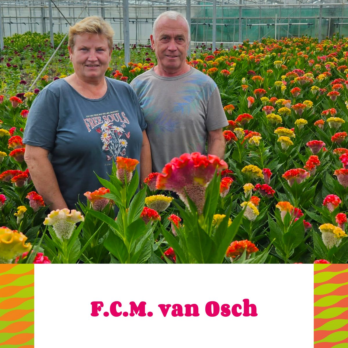 F.C.M. van Osch - Crazy about celosia